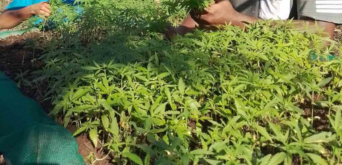 KUNEI E 4000 NA VUNIKAU KA VAKABAUTI NI MARUWANA - Viti FM