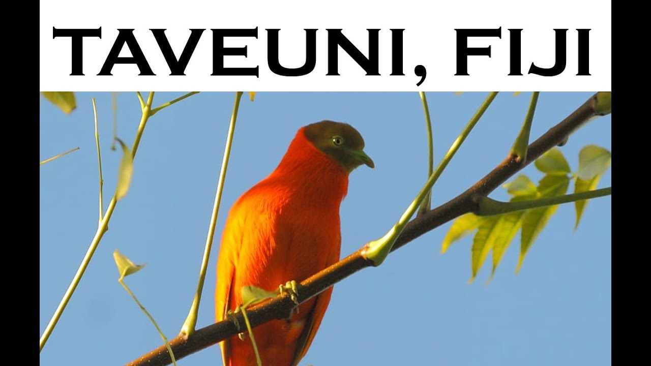 MANUMANU VUKA NA RUVE ROKA SENINAWANAWA E KUNEI GA E VANUA LEVU - Viti FM
