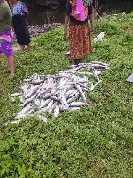 QOLIVI NA IKA NA KANACE MAI COGEA WAINUNU BUA. - Viti FM